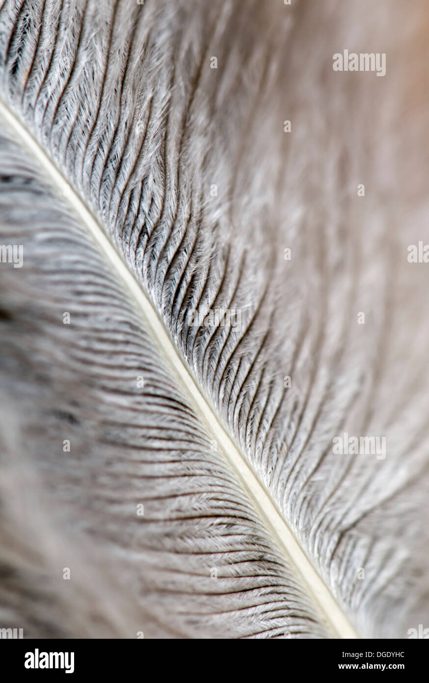 Bird feather texture hi-res stock photography and images - Alamy
