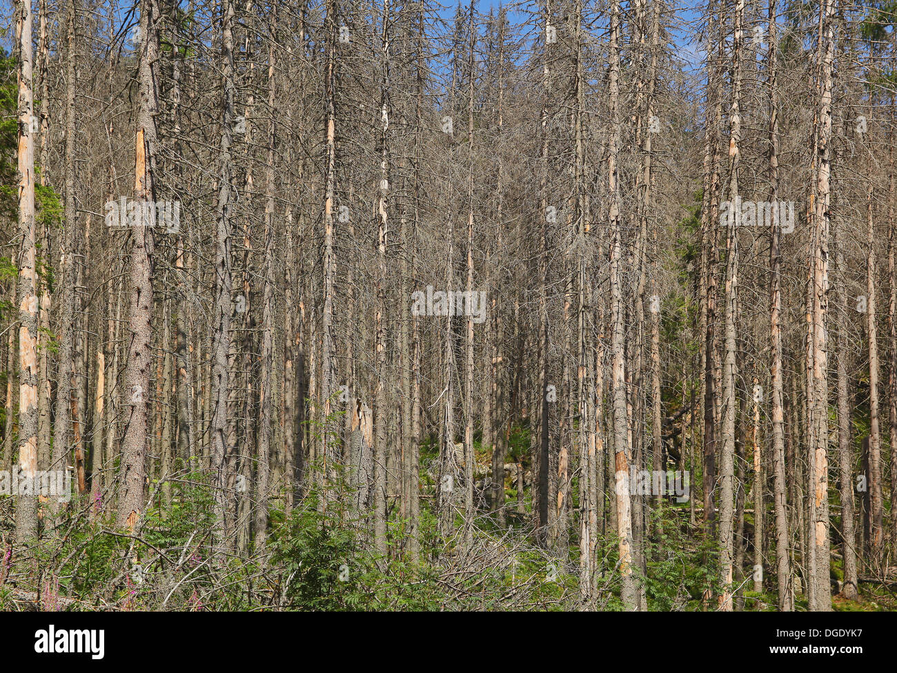 destructed dead trees in a forest Stock Photo - Alamy