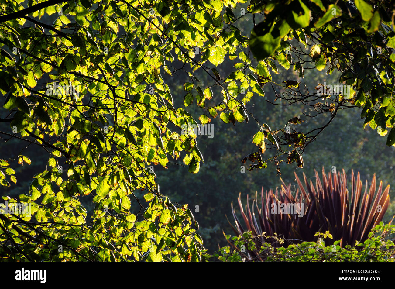 Sunshine on trees Stock Photo - Alamy