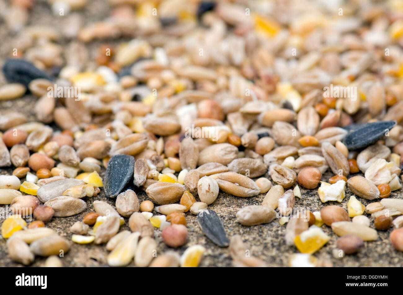 Bird seed hi-res stock photography and images - Alamy