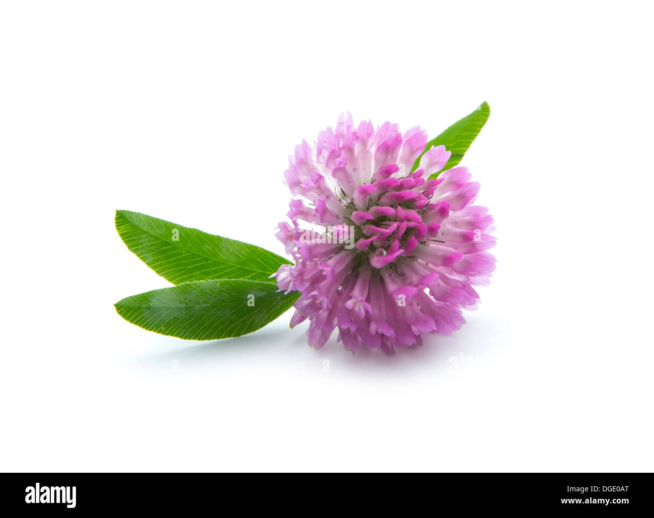 pink clover isolated on white background Stock Photo - Alamy