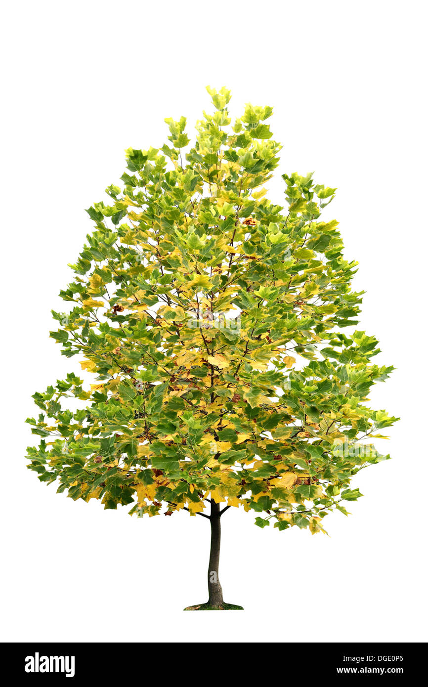autumn tree isolated on a white background Stock Photo - Alamy