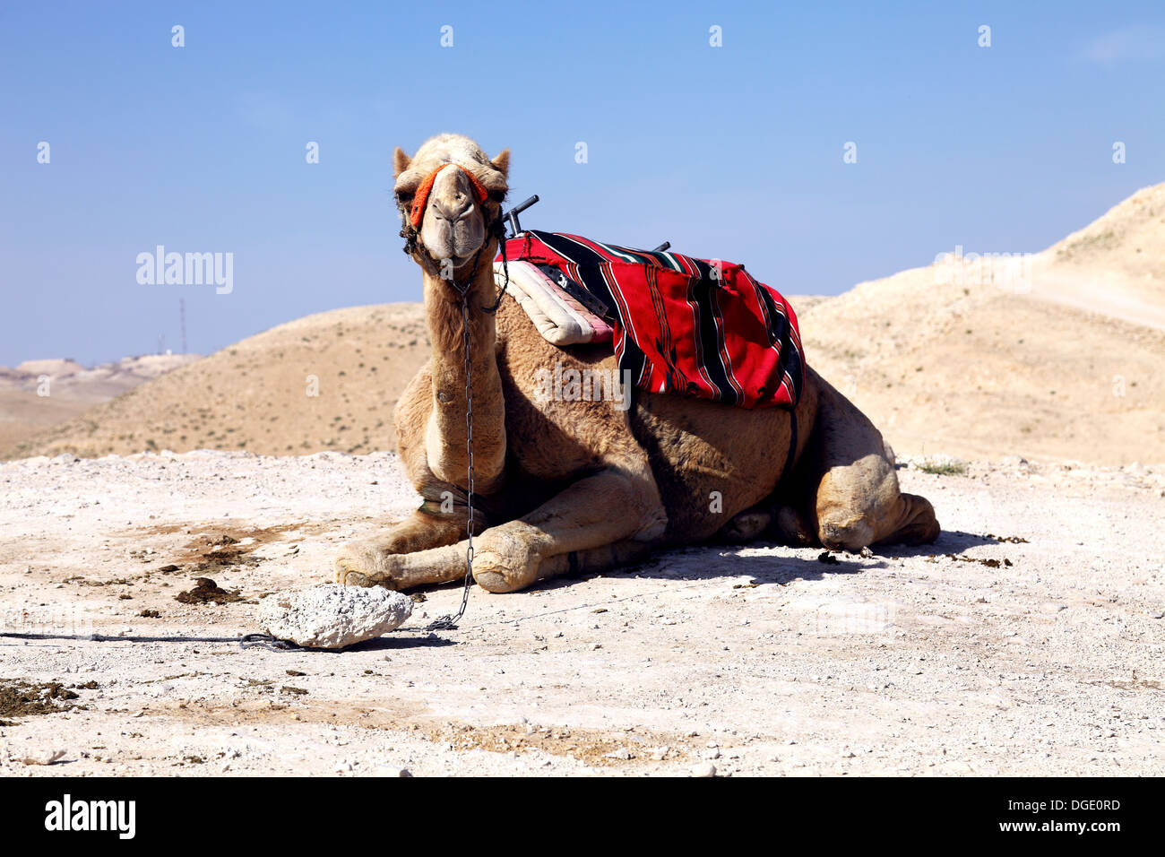 dromedary camel in the desert Stock Photo - Alamy