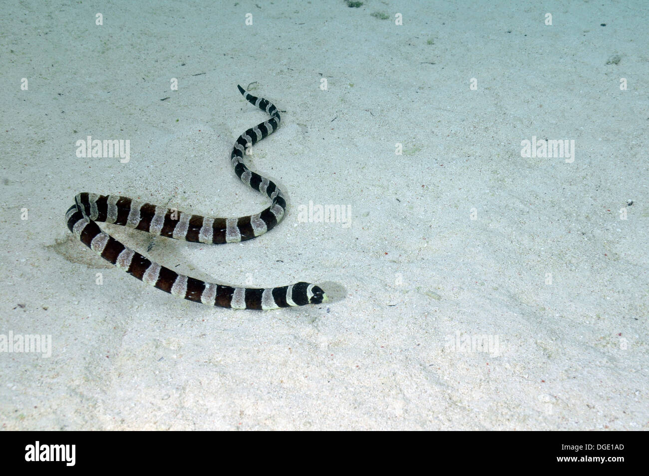 Sea snake hi-res stock photography and images - Alamy