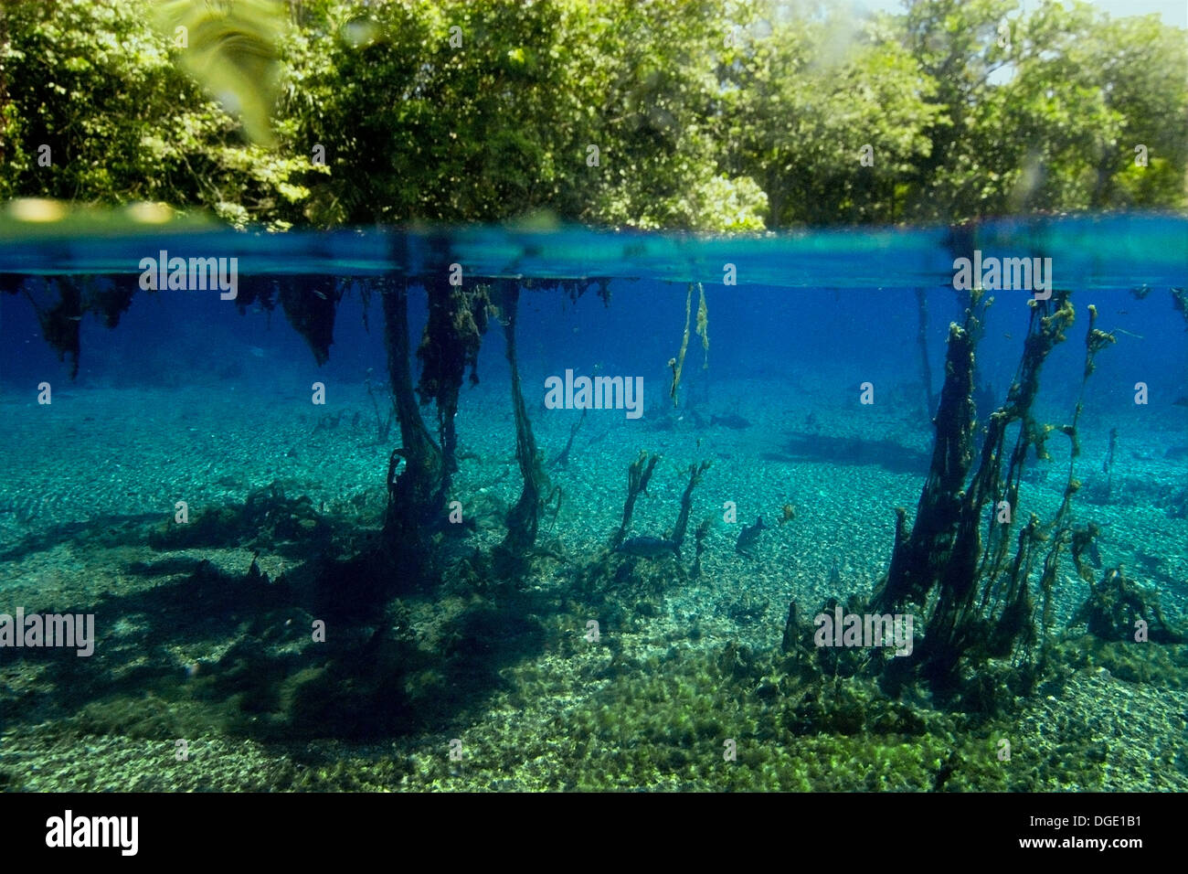 Underwater plants and surrounding vegetation, natural freshwater spring ...
