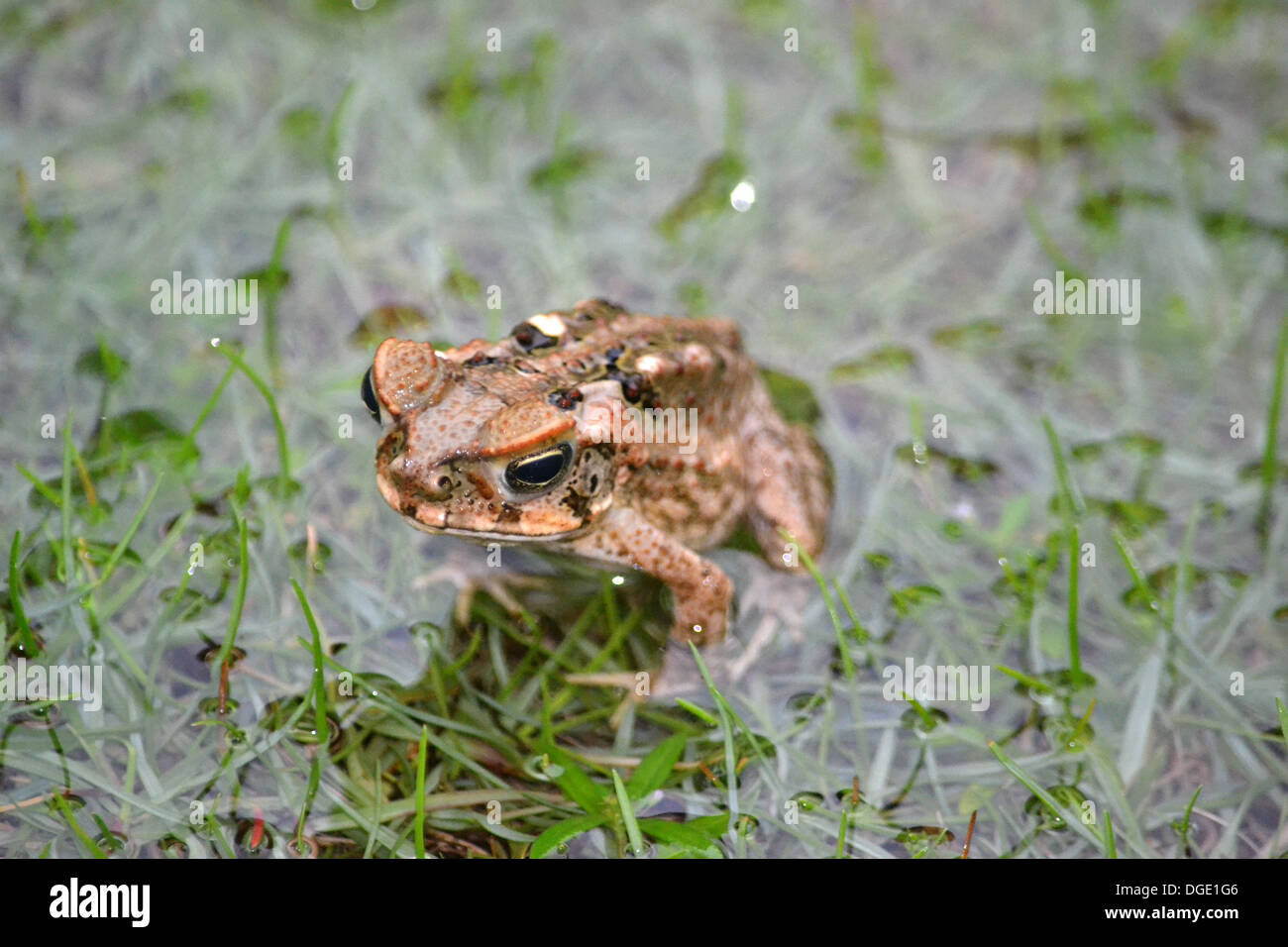 Cane toad in the ground, Bufo marinus, Viti Levu, Fiji Stock Photo - Alamy