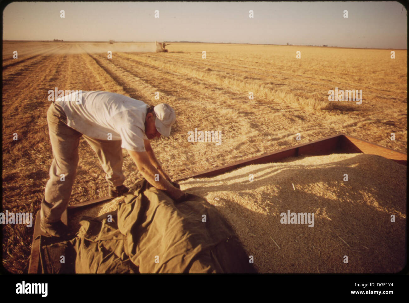 Barley harvesting in the Imperial Valley near Imperial, California. The ...