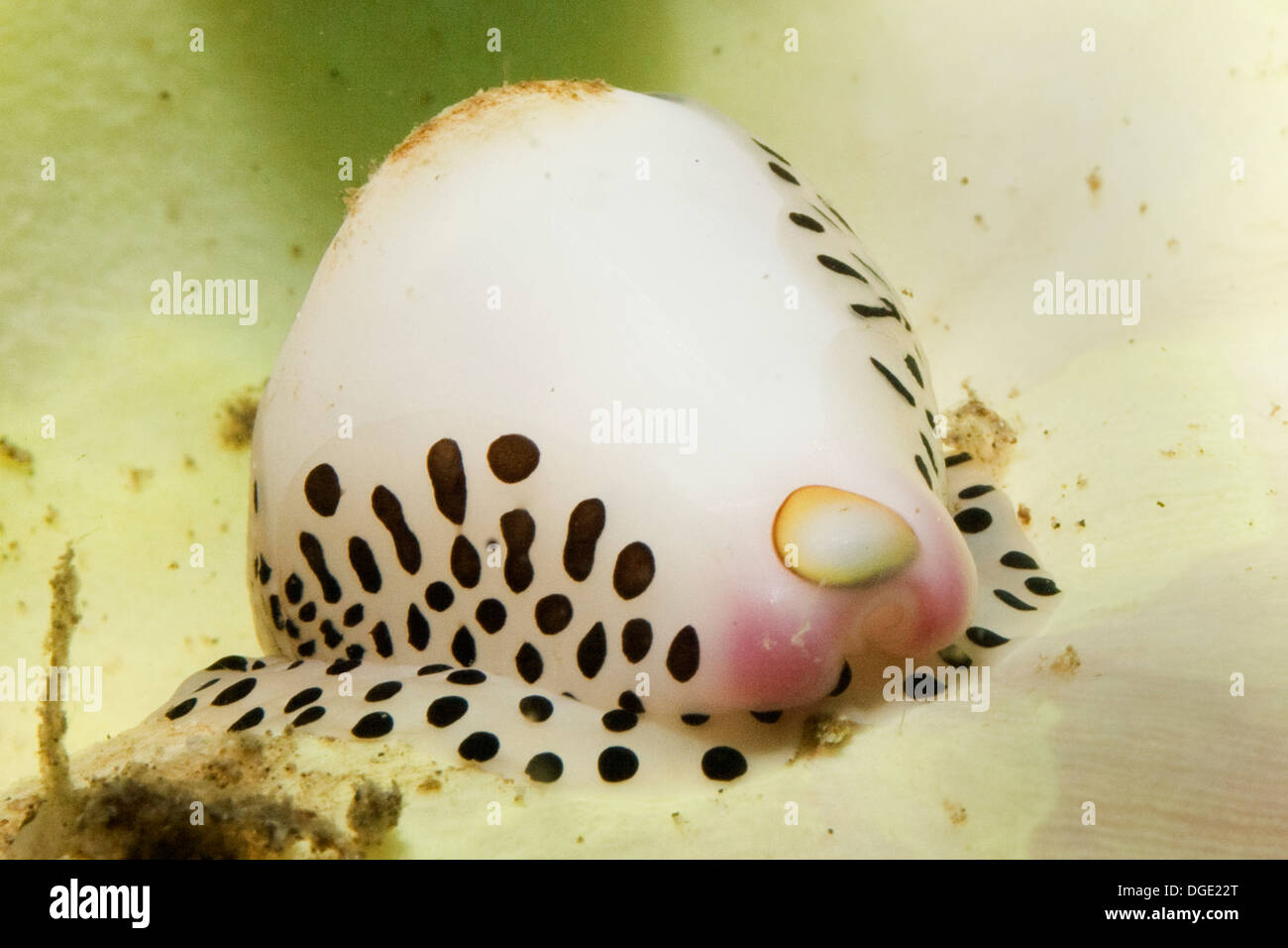 Black-Spotted Egg Cowrie.(Calpumus verrucosus).Lembeh Straits,Indonesia ...