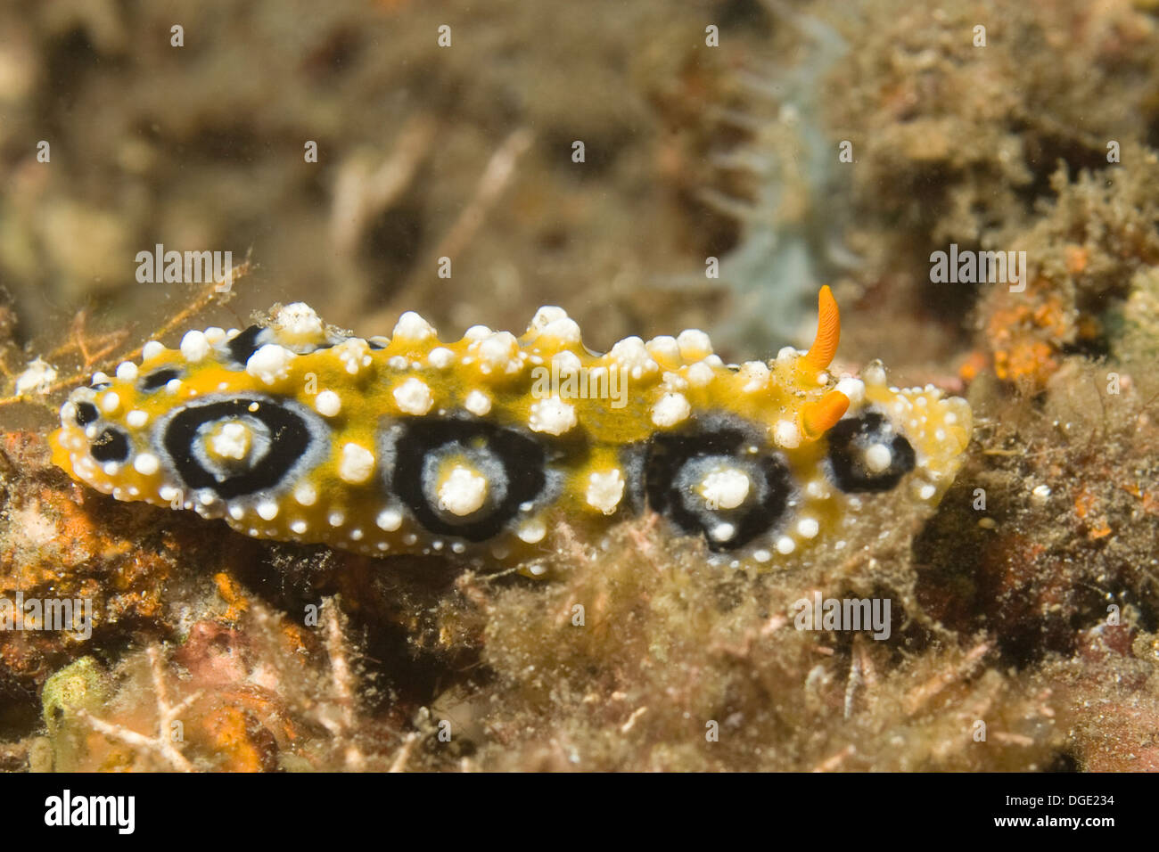 Phyllidia.(Phyllidia sp.).Lembeh Straits,Indonesia Stock Photo - Alamy