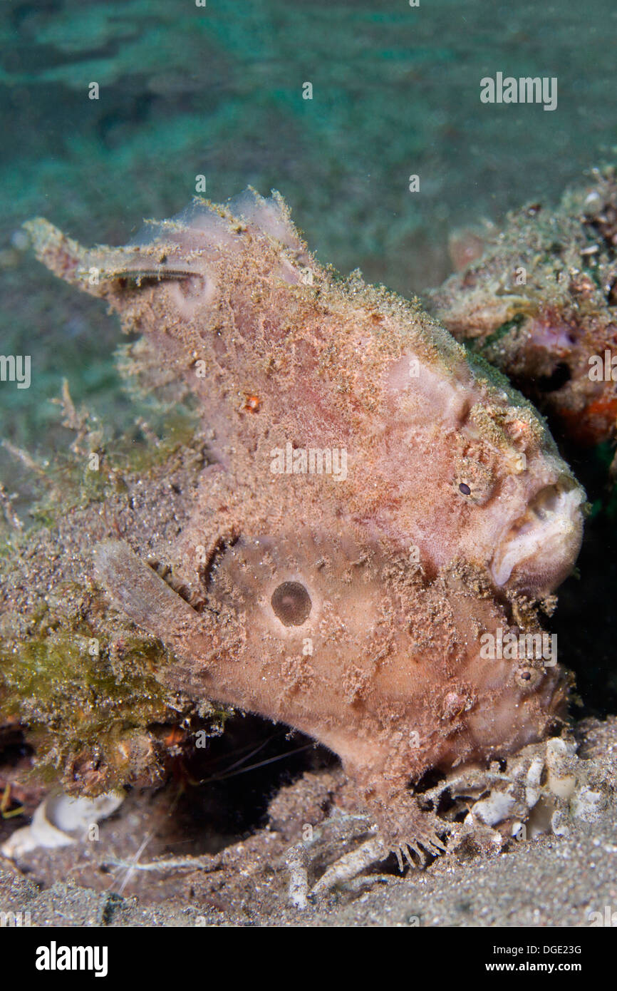 Pair of frogfish hi-res stock photography and images - Alamy