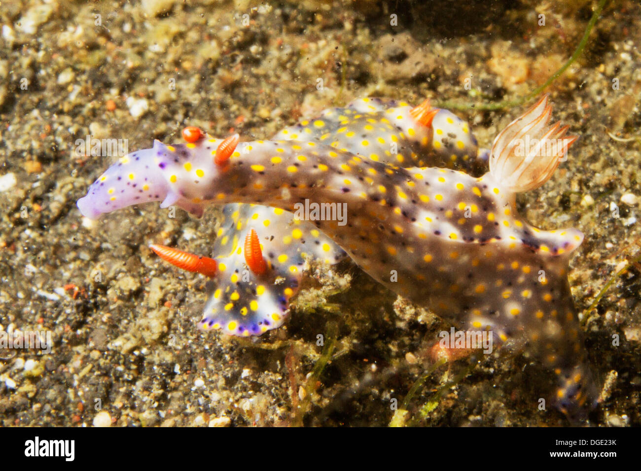 Colorful Hypselodoris pair.(Hypselodoris infucata).Solomon Islands ...