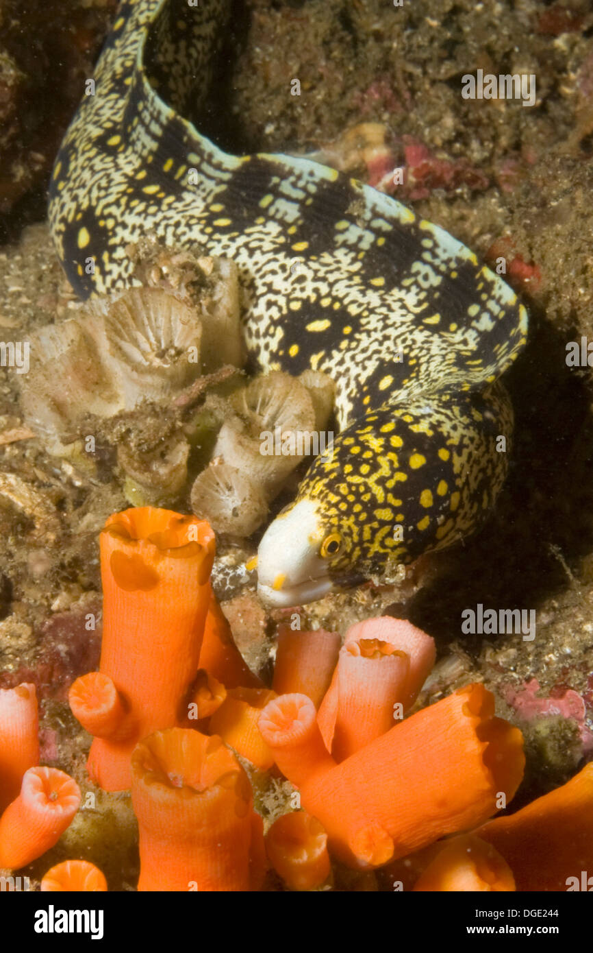 Snowflake Moray Eel .(Echidna nebulosa).Lembeh Straits, Indonesia Stock ...