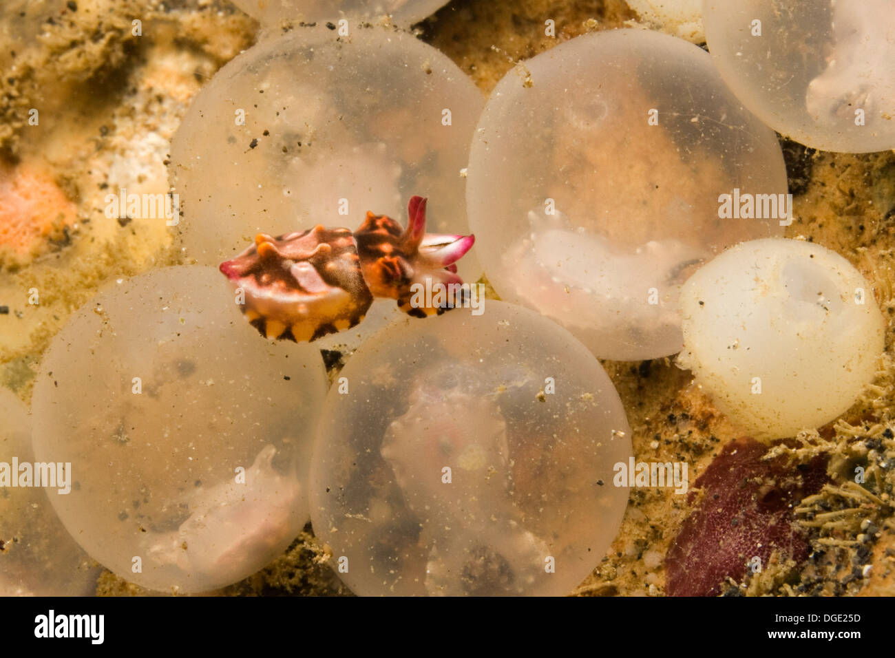 Baby flamboyant cuttlefish hi-res stock photography and images - Alamy