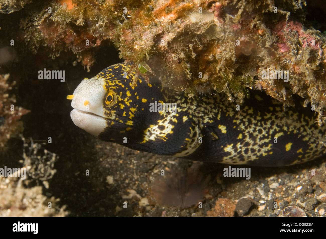 Snowflake Moray Eel peers out from it's hole.(Echidna nebulosa).Lembeh ...