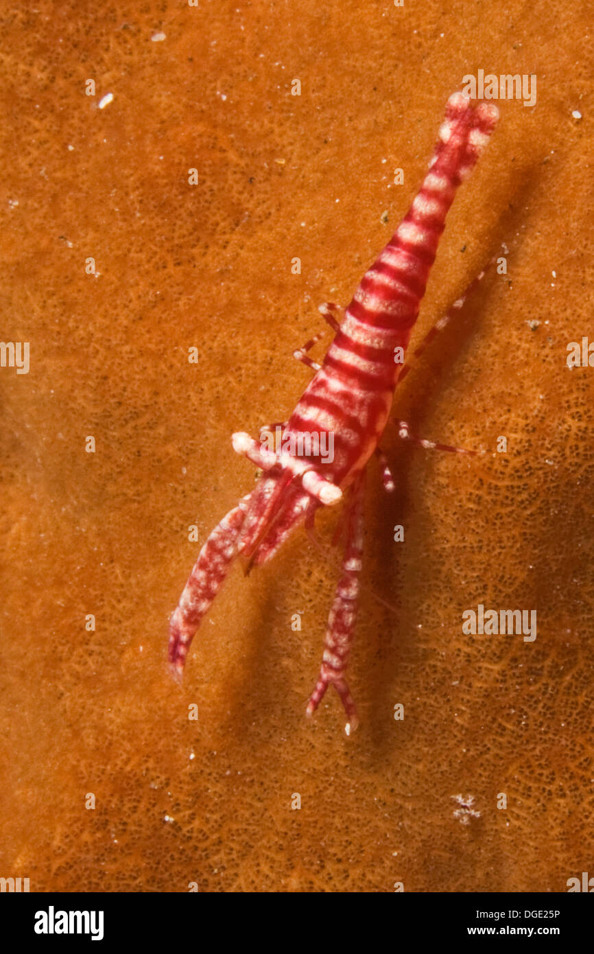 Ambon Crinoid Shrimp.(Laomenes amboinensis).Lembeh Straits,Indonesia ...