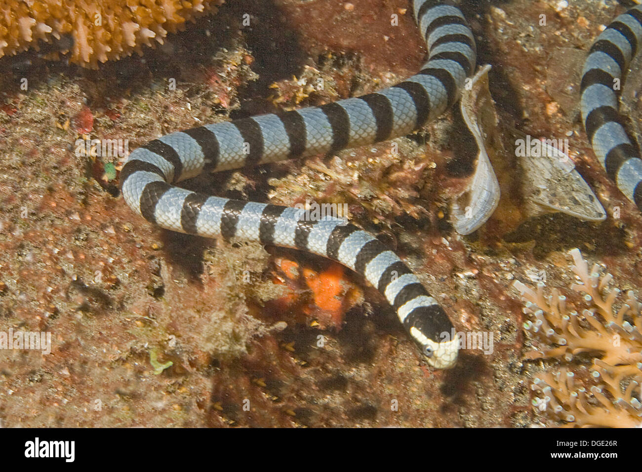 Banded Sea Krait (Snake) hunts on the ocean floor.(Laticauda sp ...