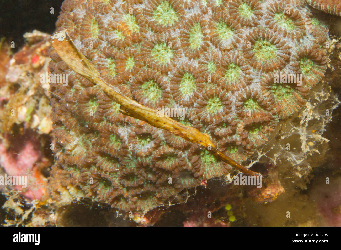 Robust Ghost Pipefish.(Solenostomus cyanopterus).Lembeh Straits ...