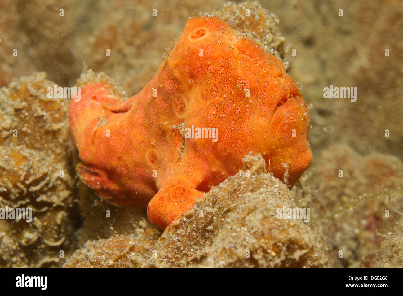 Freckled Frogfish waits in ambush looking like a sponge.(Antennarius ...