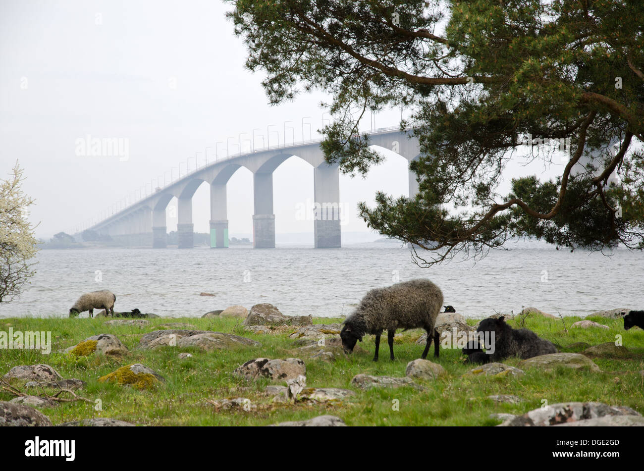 Sheep bridge hi-res stock photography and images - Alamy