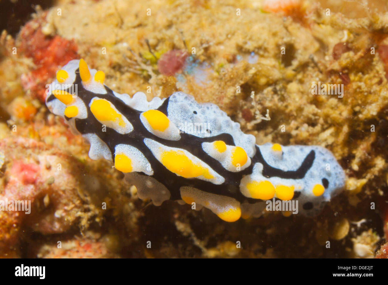 Elegant Phyllidia .(Phyllidia elegans).Lembeh Straits,Indonesia Stock ...