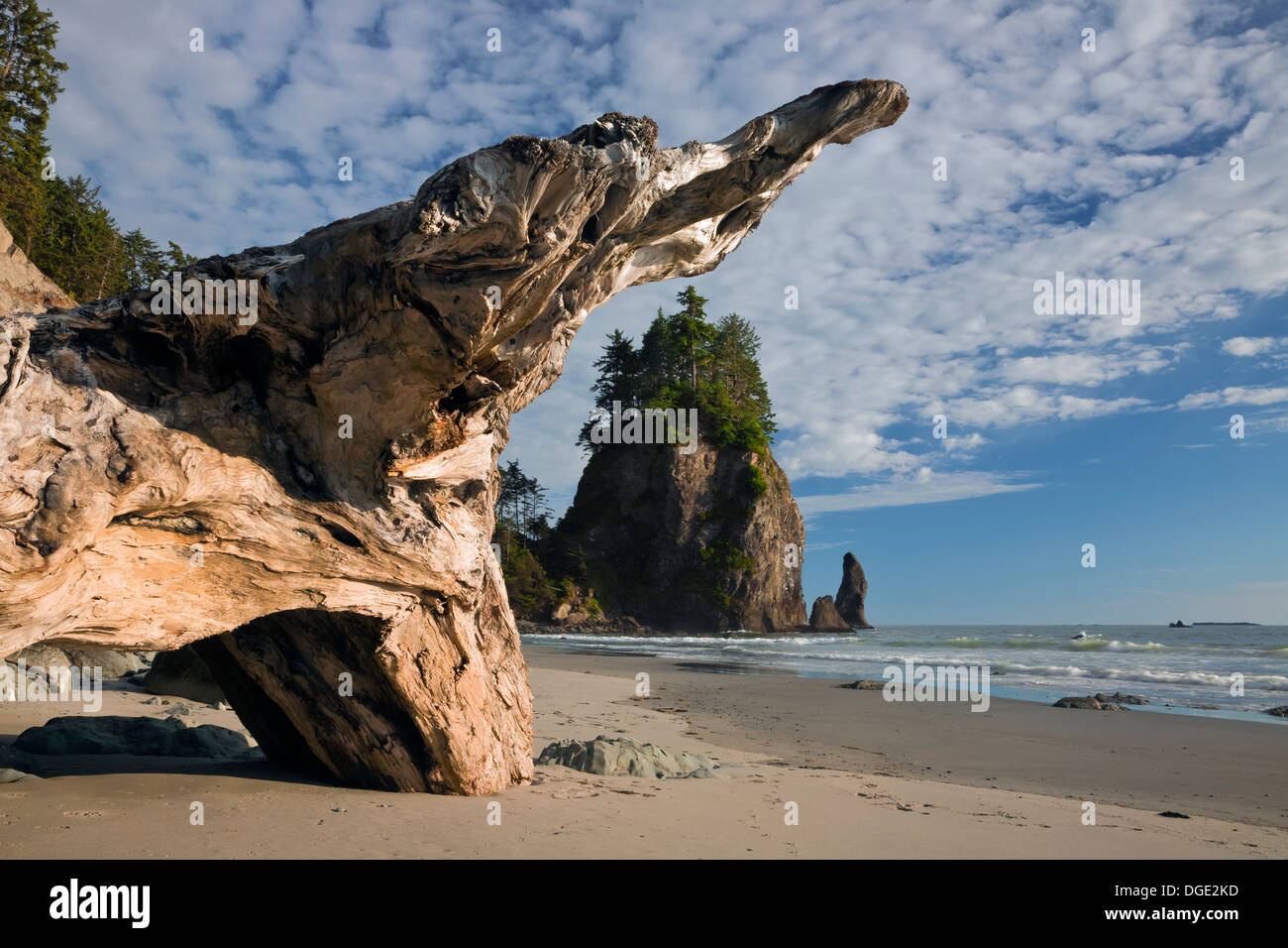 Giant stump washed ashore near headland at southern end of beach at ...