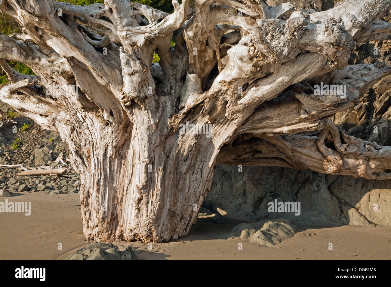 Giant stump washed ashore near headland at southern end of beach at ...