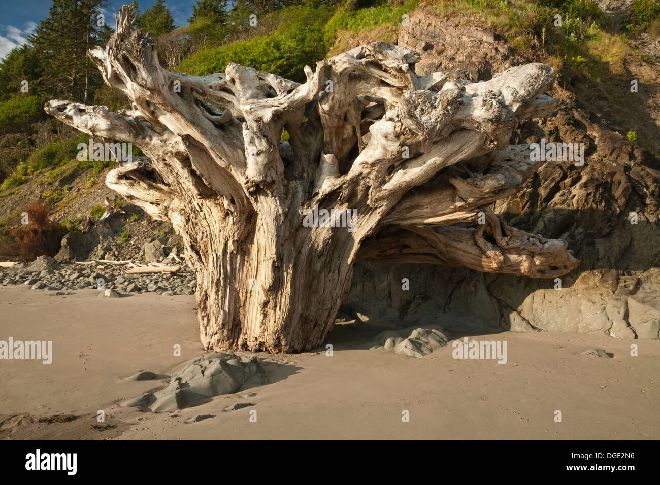 Giant stump washed ashore near headland at southern end of the beach at ...