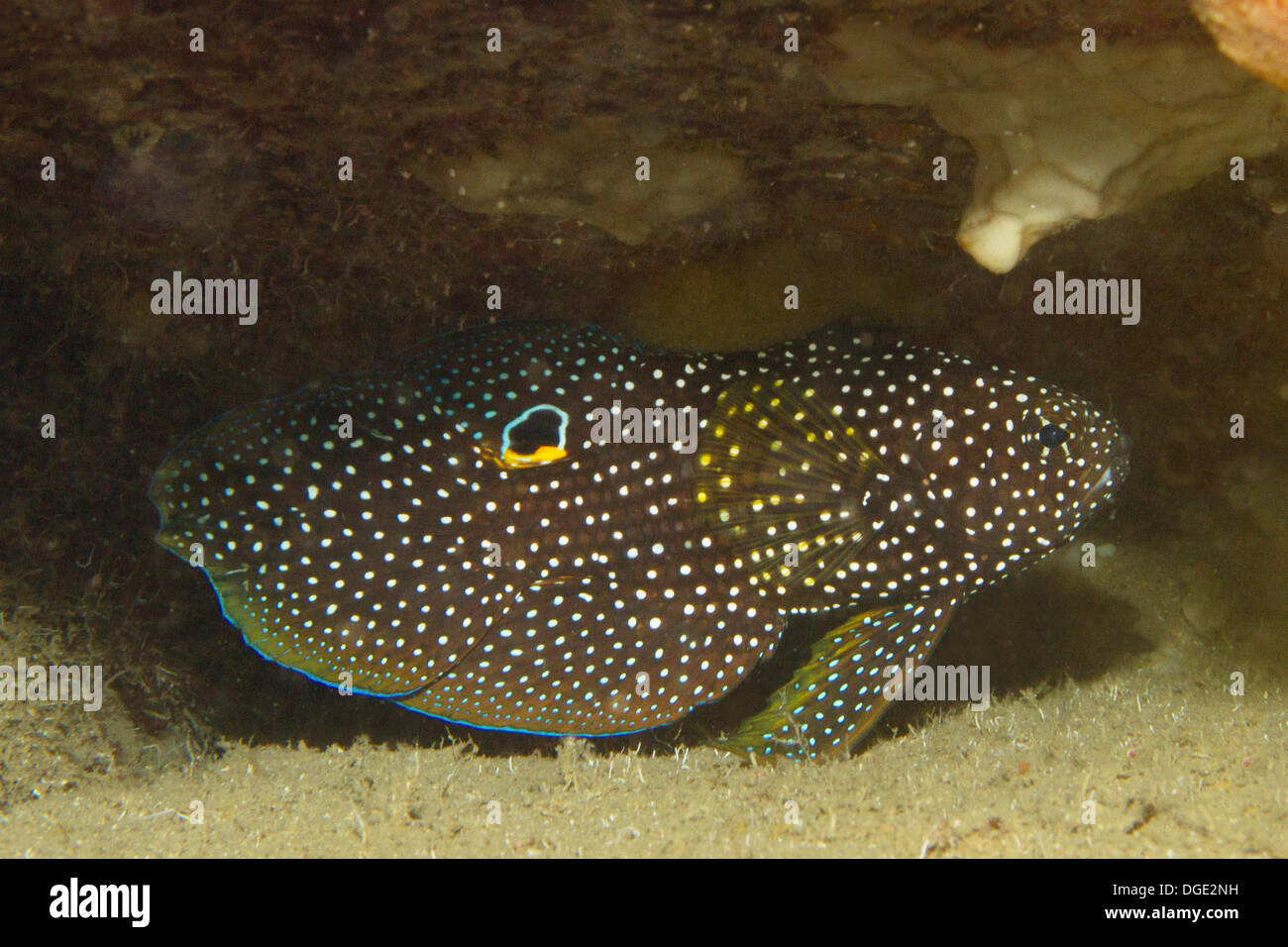 Comet hides under ledge.(Calloplesiops altivelis).Lembeh Straits ...