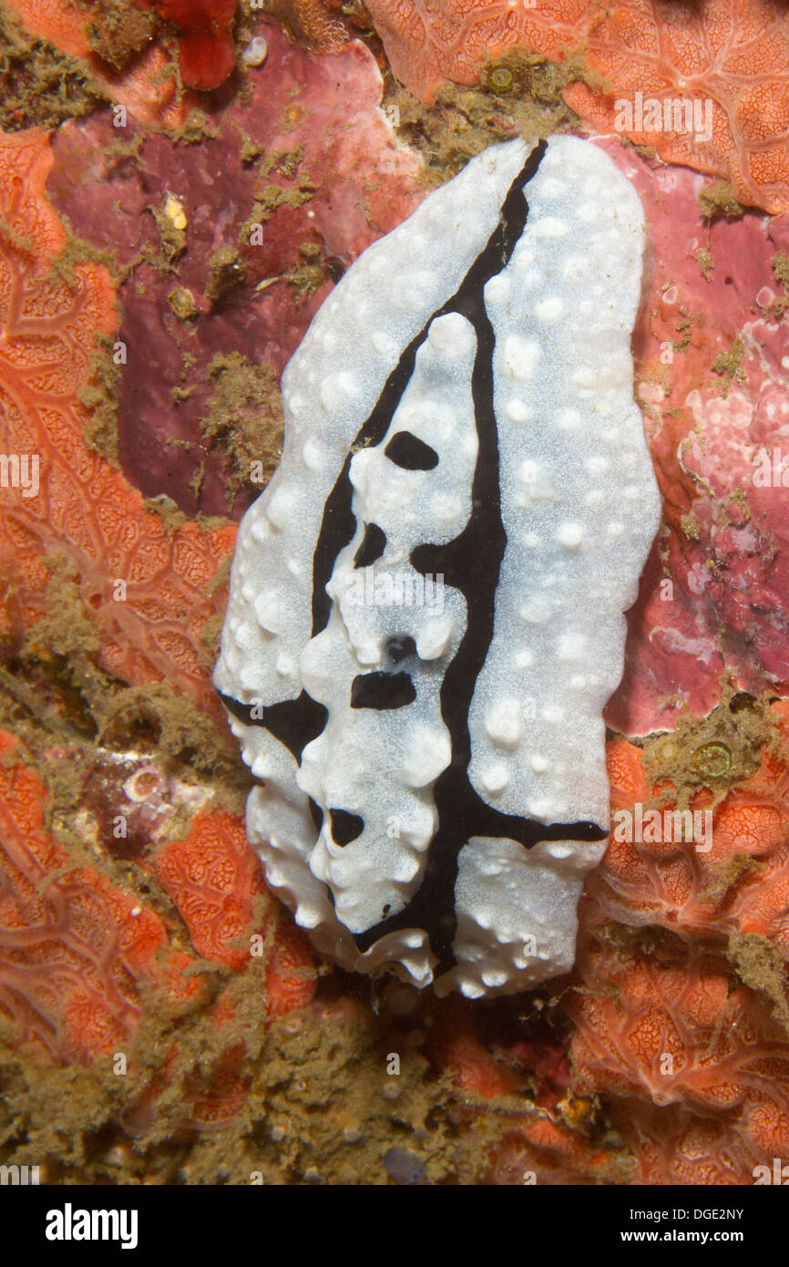 Pipek's Phyllidiopsis.(Phyllidiopsis pipeki).Lembeh Straits,Indonesia ...