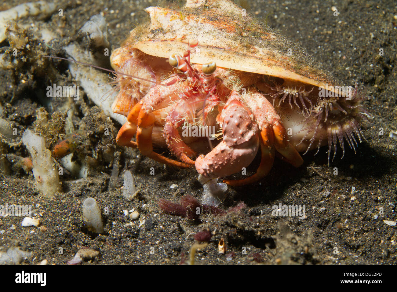 Anemone Hermit Crab carries symbiotic anemones on it's shell for ...