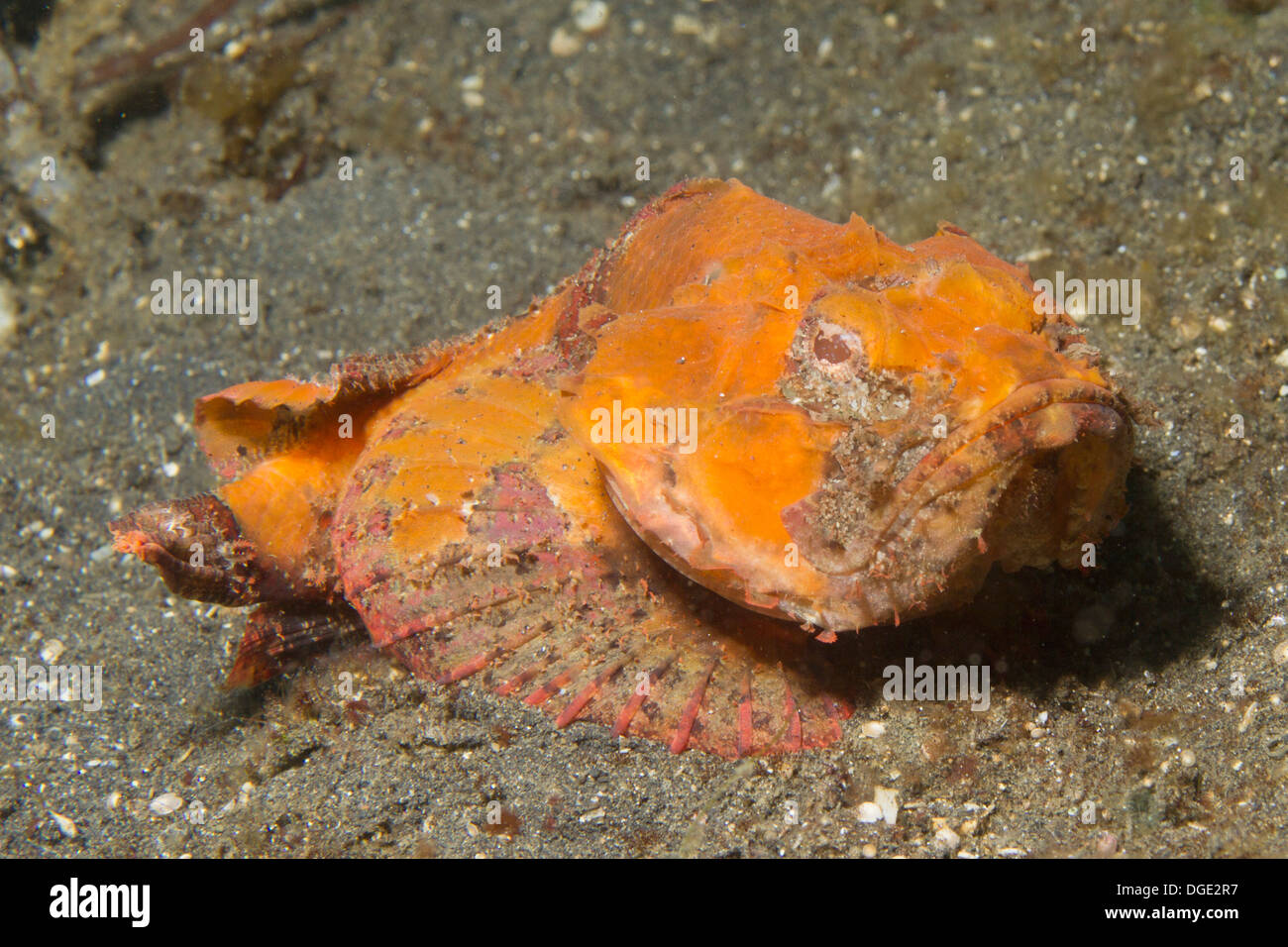 Flasher Scorpionfish.(Scorpaenopsis macrochir).Lembeh Straits,Indonesia ...