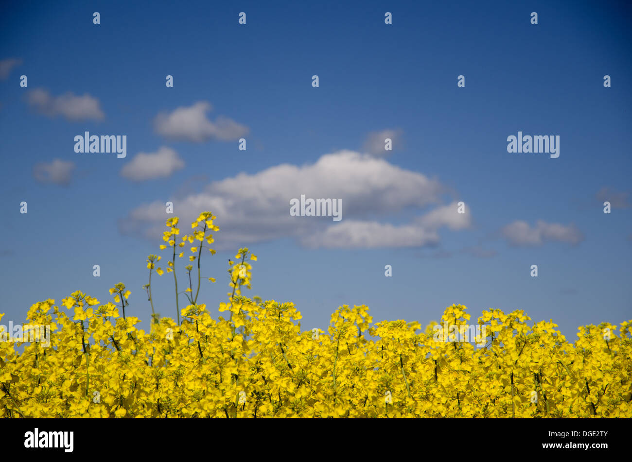Rape field with blue sky Stock Photo - Alamy
