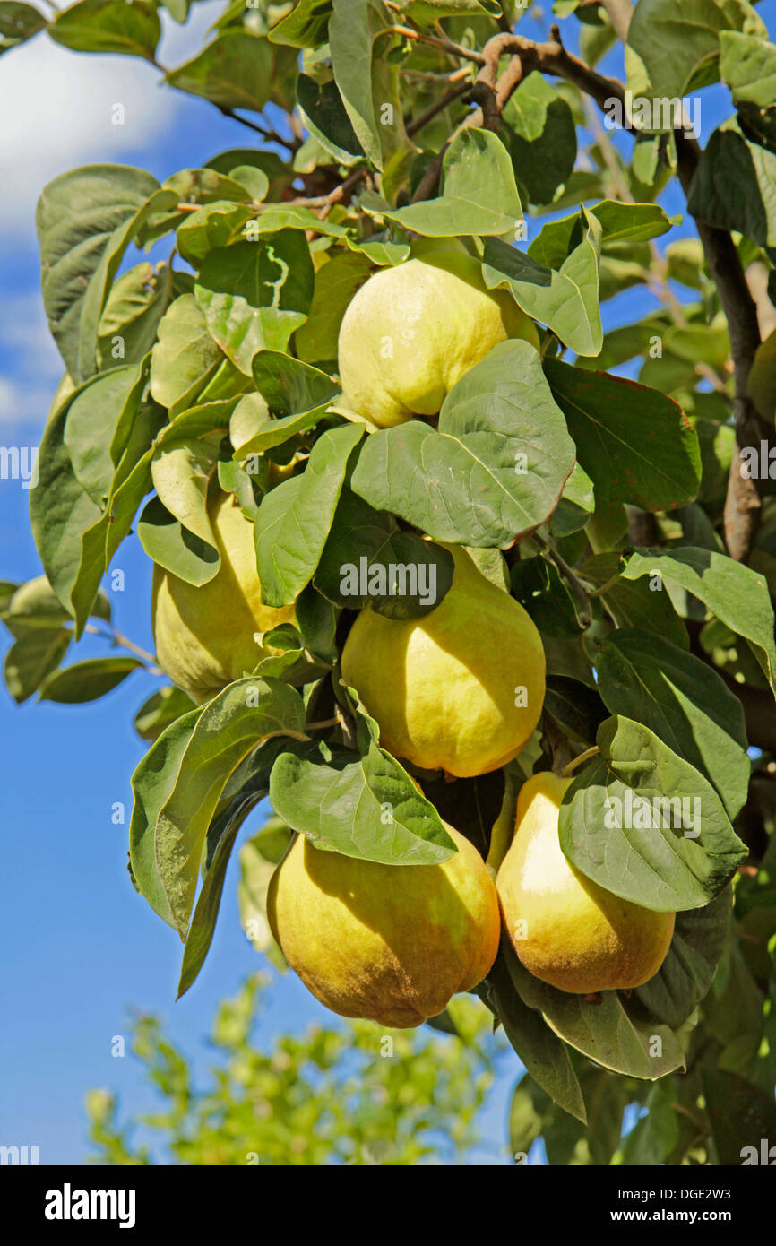 Quince tree hi-res stock photography and images - Alamy