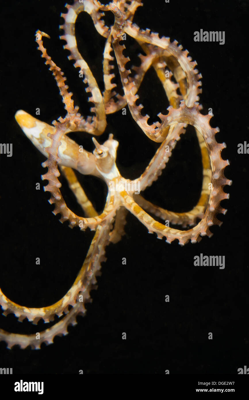 Wunderpus Octopus swimming at night-closeup.(Wunderpus photogenicus ...