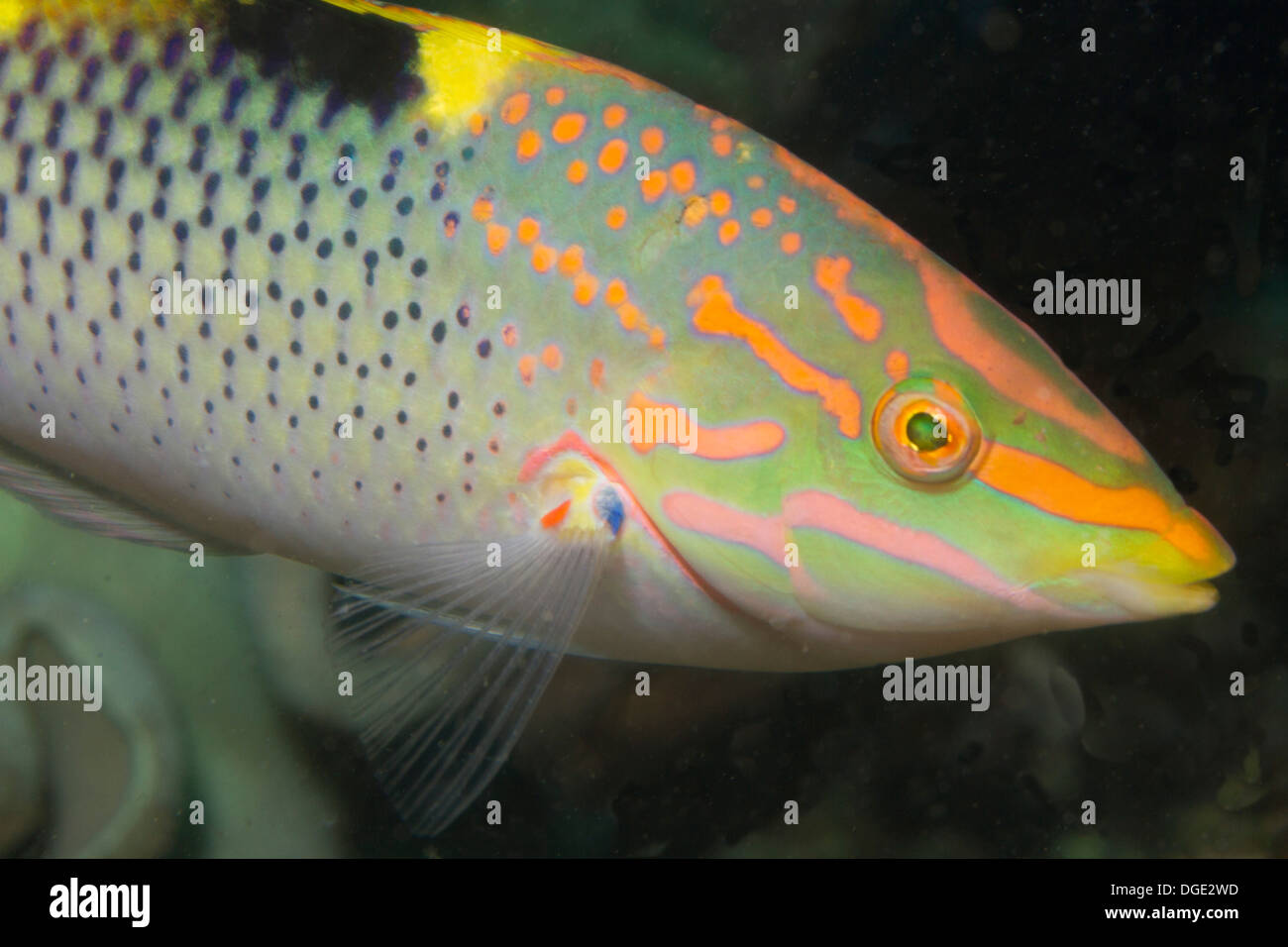 Checkerboard Wrasse in intermediate form-closeup.(Halichoeres horulanus ...