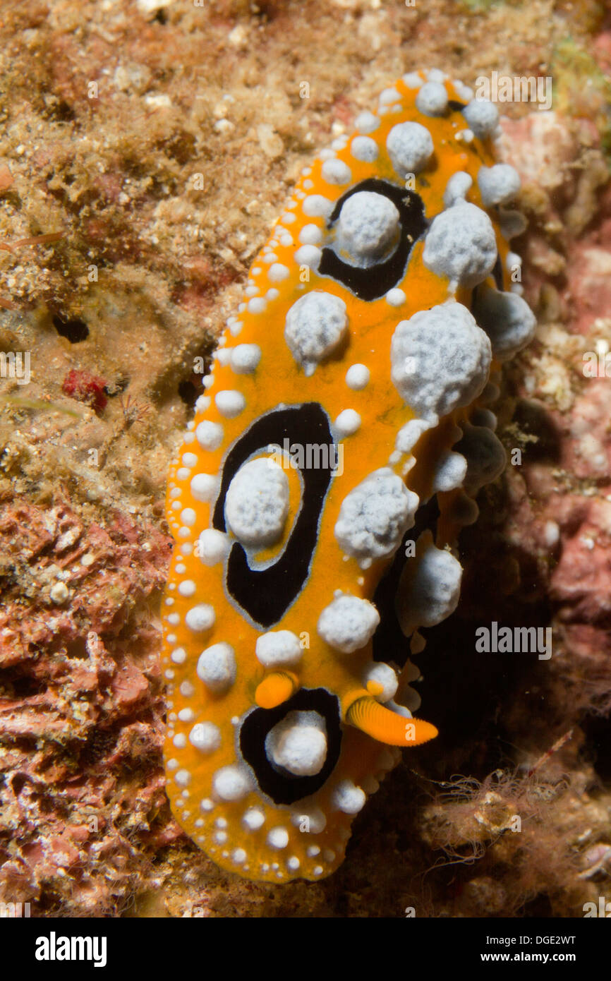 Phyllidia species hi-res stock photography and images - Alamy