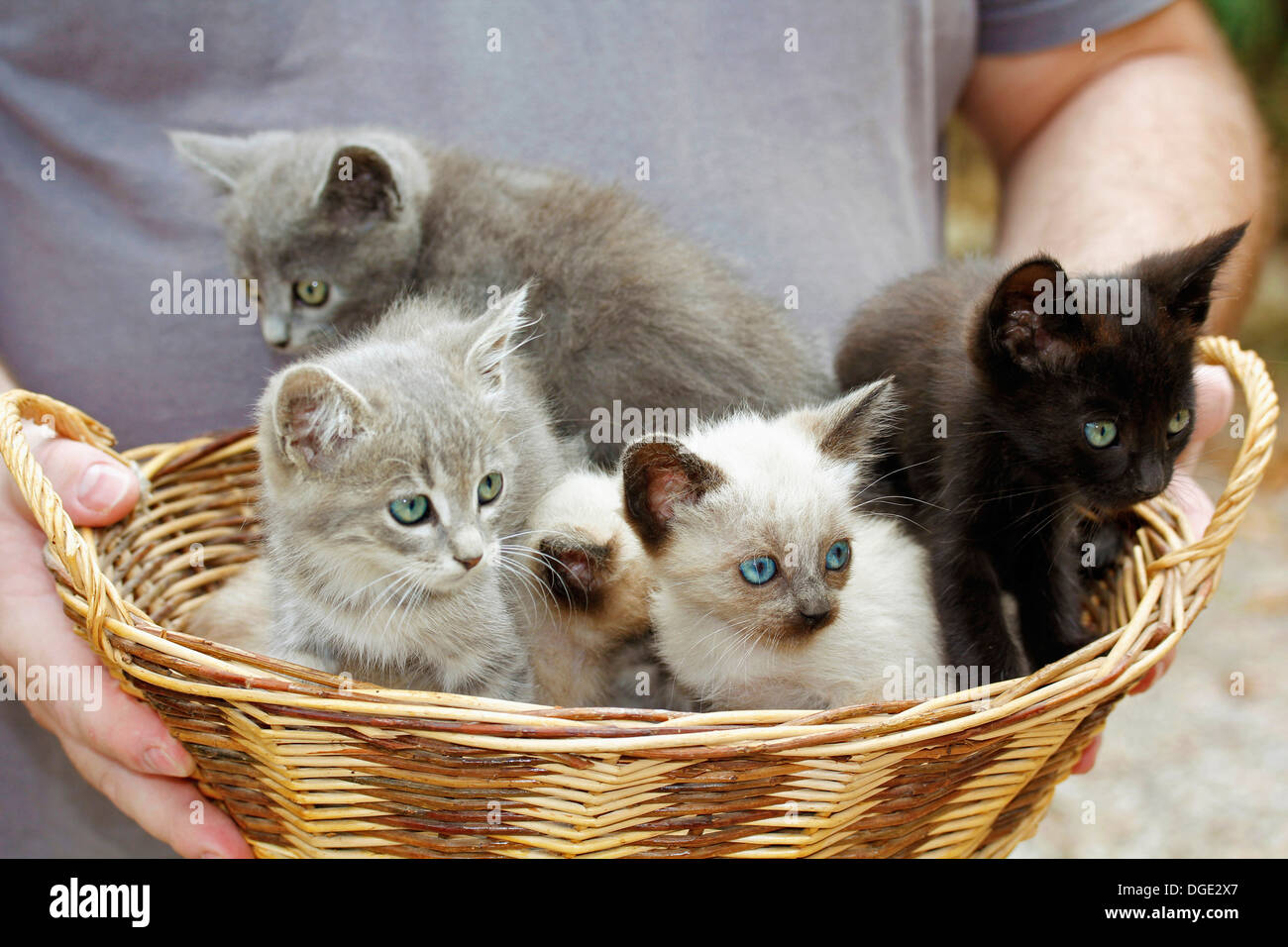 Kittens in a basket Stock Photo - Alamy