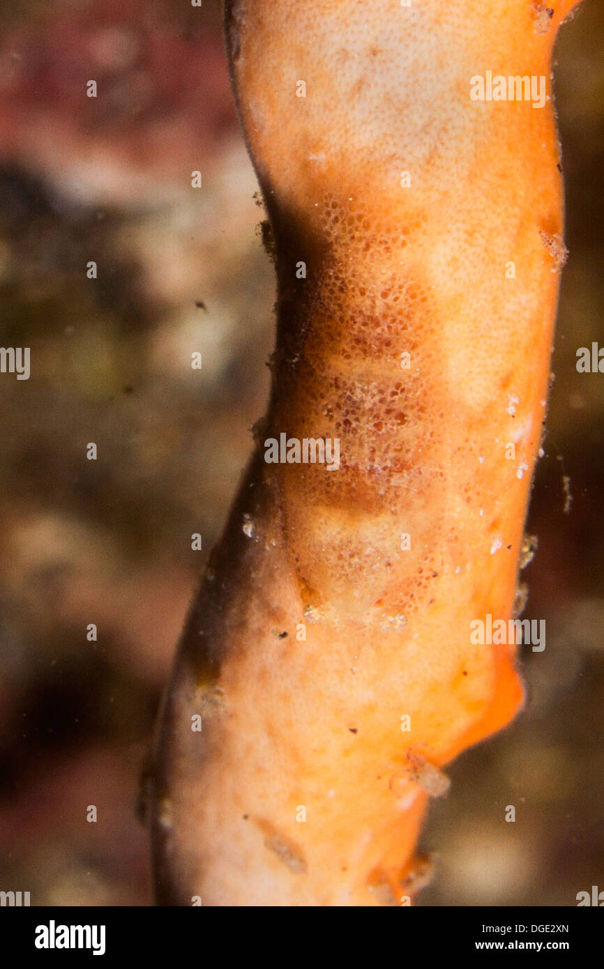 Cryptic Sponge Shrimp lives on a sponge and matchs color as camouflage ...