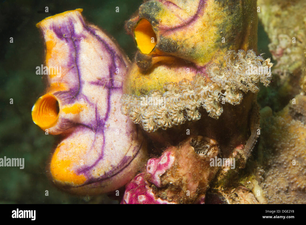 Blue Dragon Nudibranch crawls over Tunicates.(Pteraeolidia ianthina ...