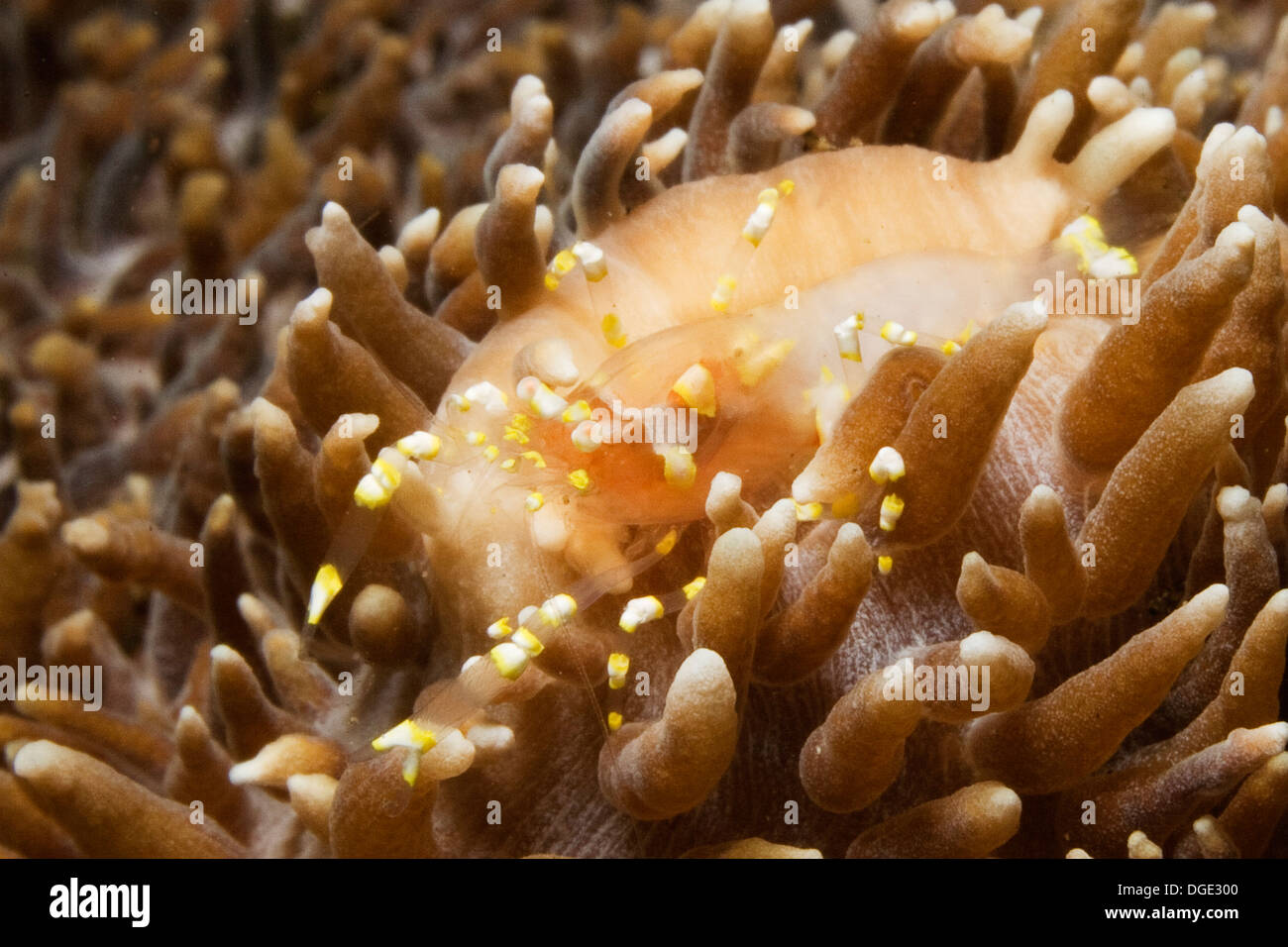 Hidden Corallimorph Shrimp aslo called Furtive Shrimp on Corallimorph ...