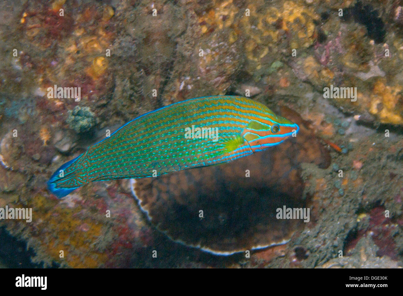 Tailspot Wrasse.(Halichoeres richmondi).Lembeh Strais,Indonesia Stock ...