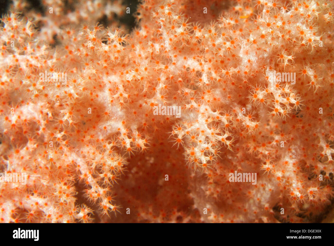 Polyps extended hi-res stock photography and images - Alamy