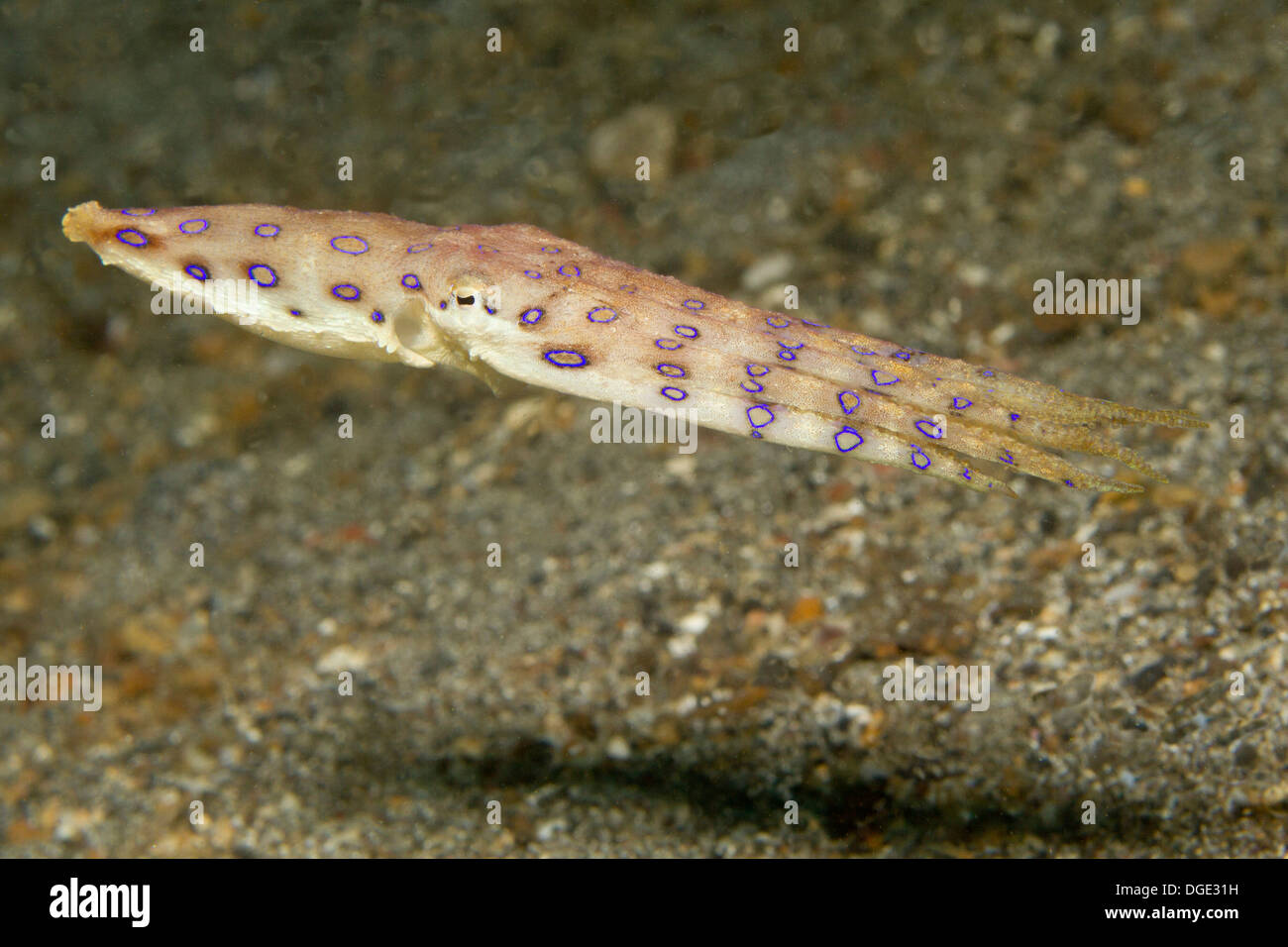 Blue Ring Octopus Stock Photo - Alamy