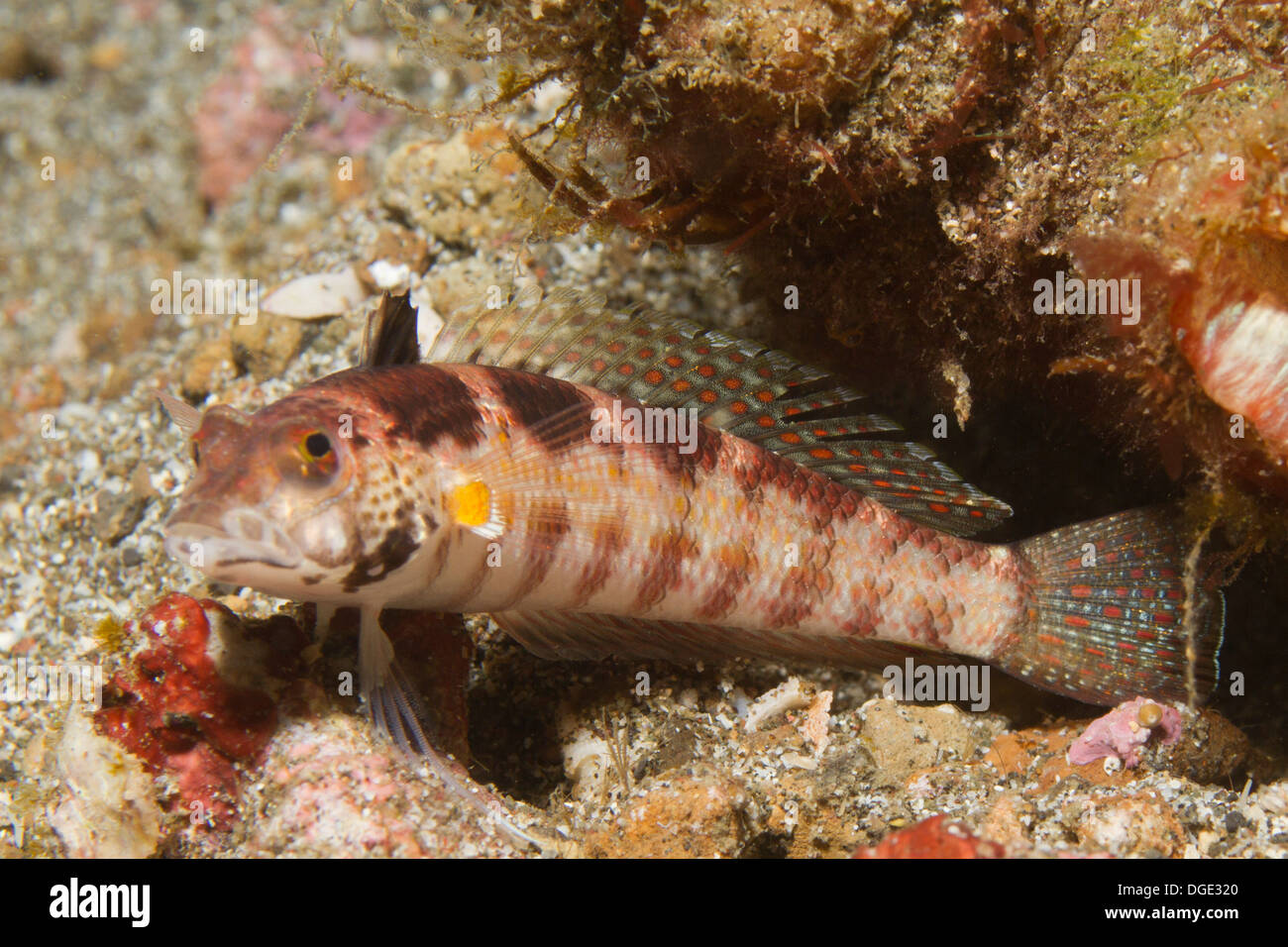 Blackfin Sandperch.(Parapercis snyderi).Lembeh Straits,Indonesia Stock ...