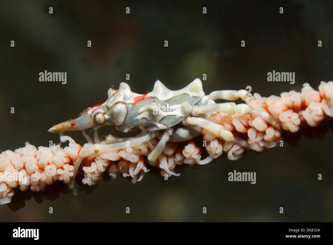 Wire Coral Crab on Black Wire Coral.(Xenocarcinus tuberculatus).Lembeh ...