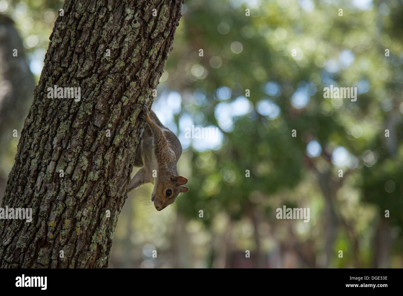 Squirrel with tree hi-res stock photography and images - Alamy