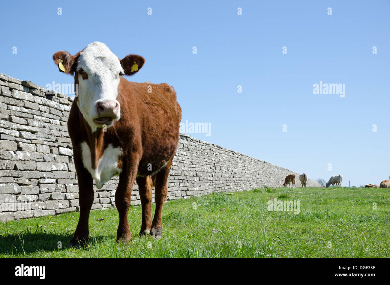 Cow stones hi-res stock photography and images - Alamy