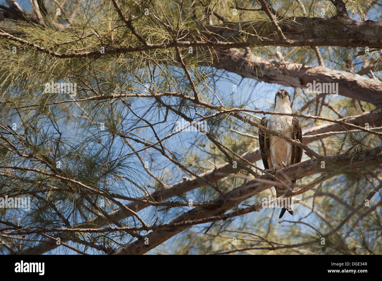 Bald Eagle in Tree Stock Photo - Alamy