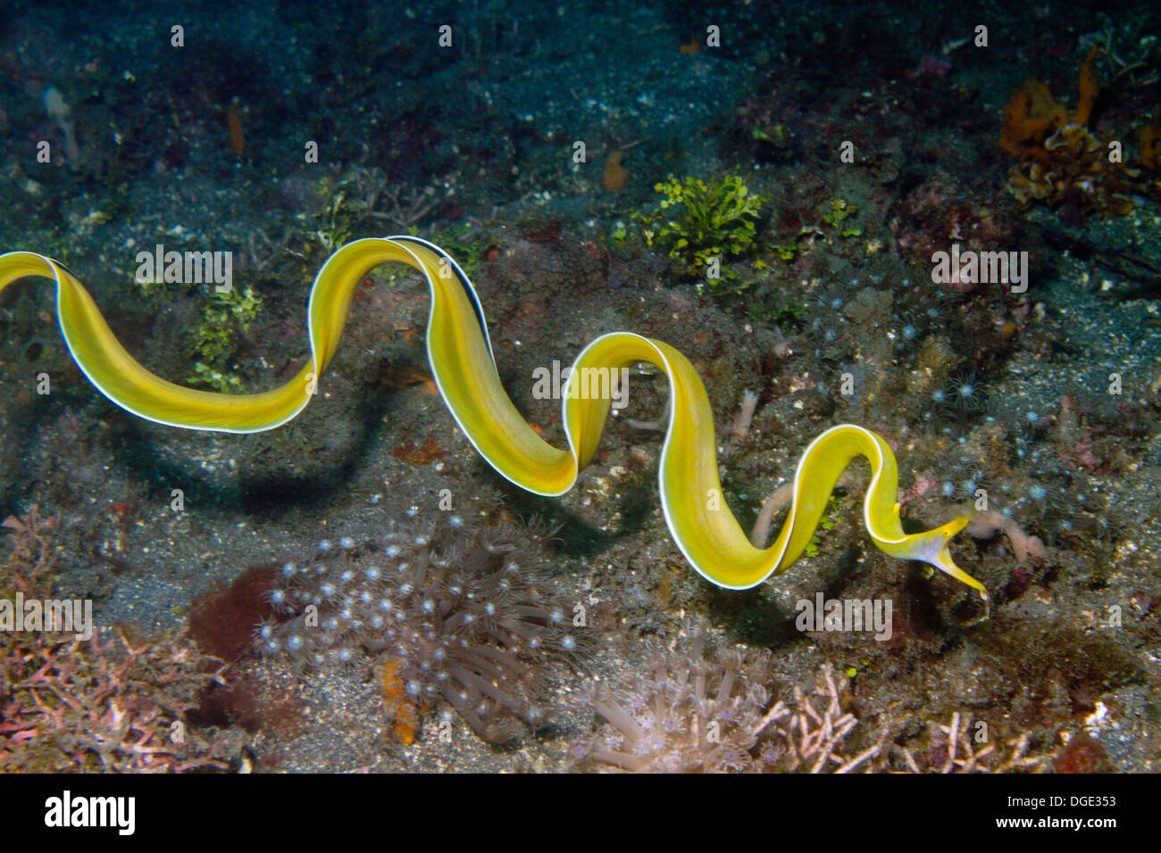 Free swimming female Ribbon Eel.(Rhinomuraena quaesita).Lembeh Straits ...