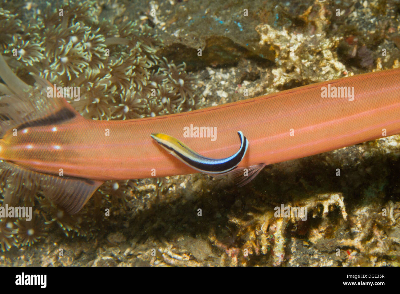 Underwater trumpetfish hi-res stock photography and images - Alamy